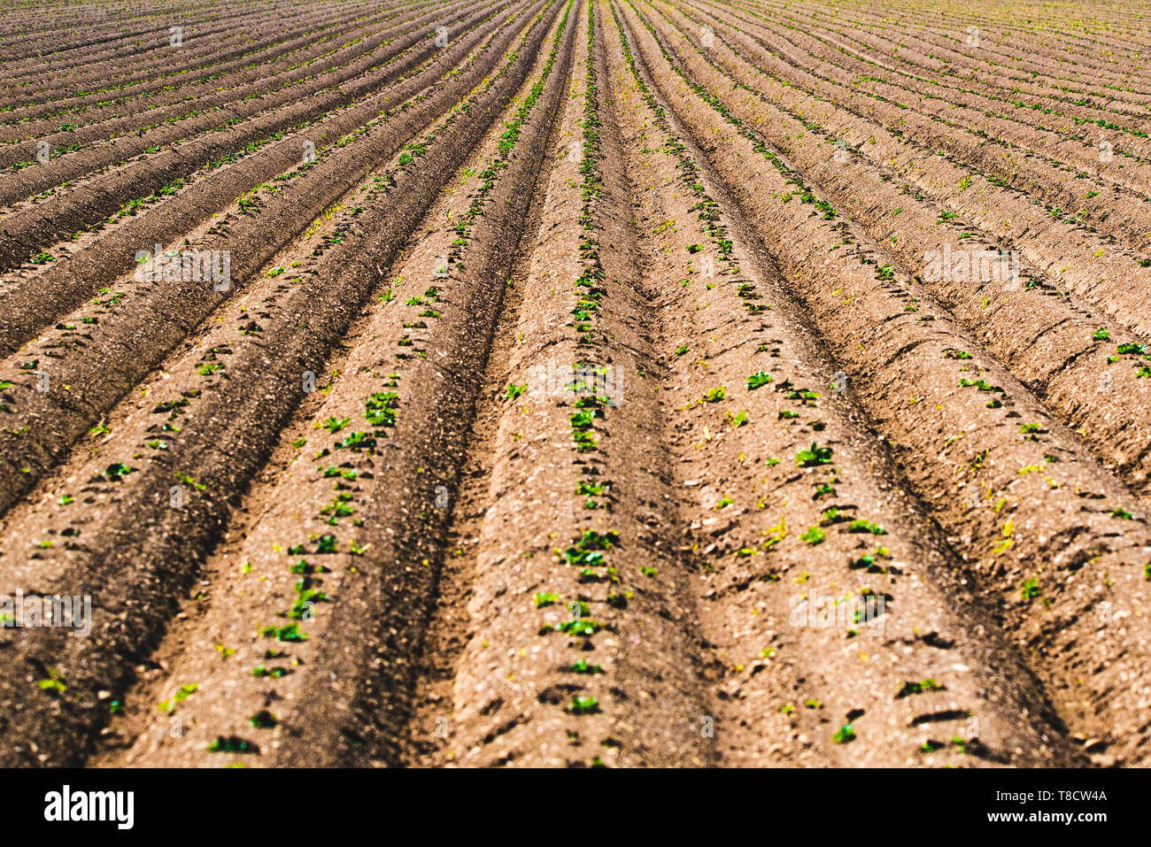 Cultivated field, ploughed rows in pattern. Agricultural themed ...