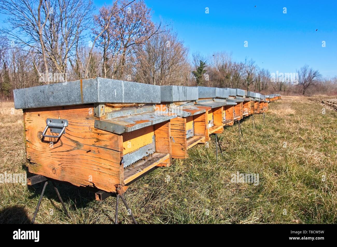 Bees in yellow bee hive on a sunny day. A row of bee hives in a field ...
