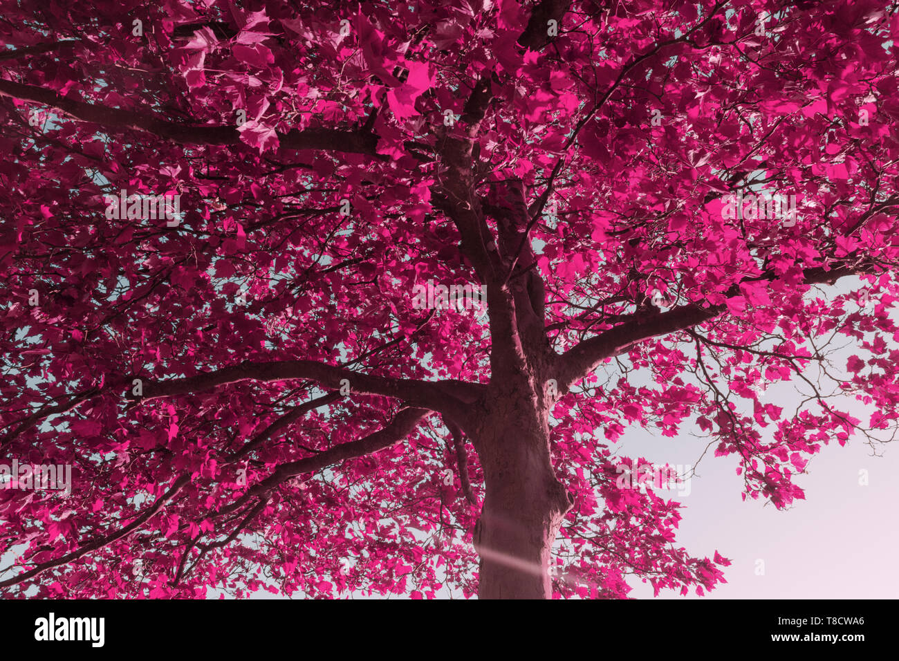 Leave and tree hi-res stock photography and images - Alamy