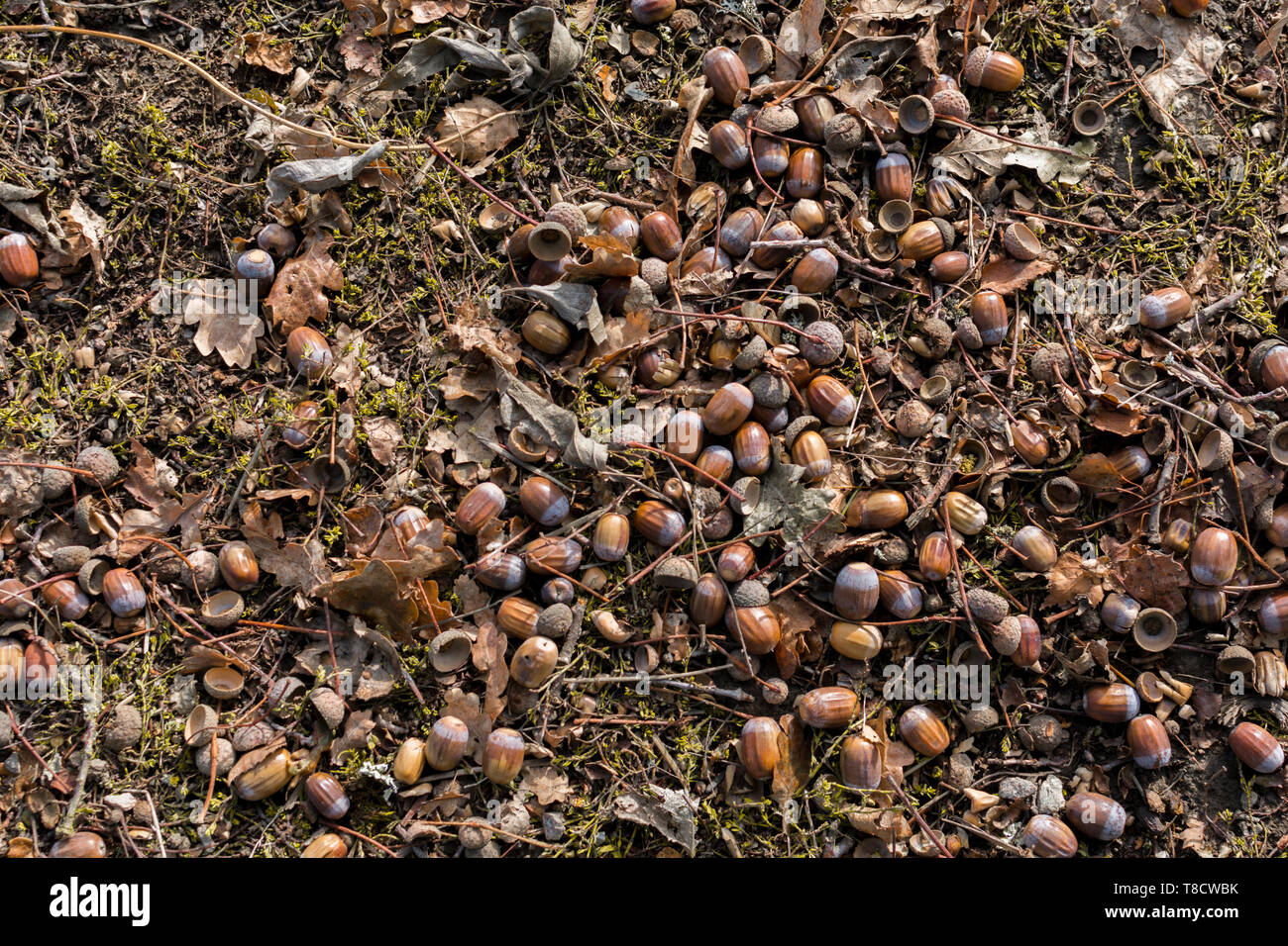 Bunch of acorns hi-res stock photography and images - Alamy