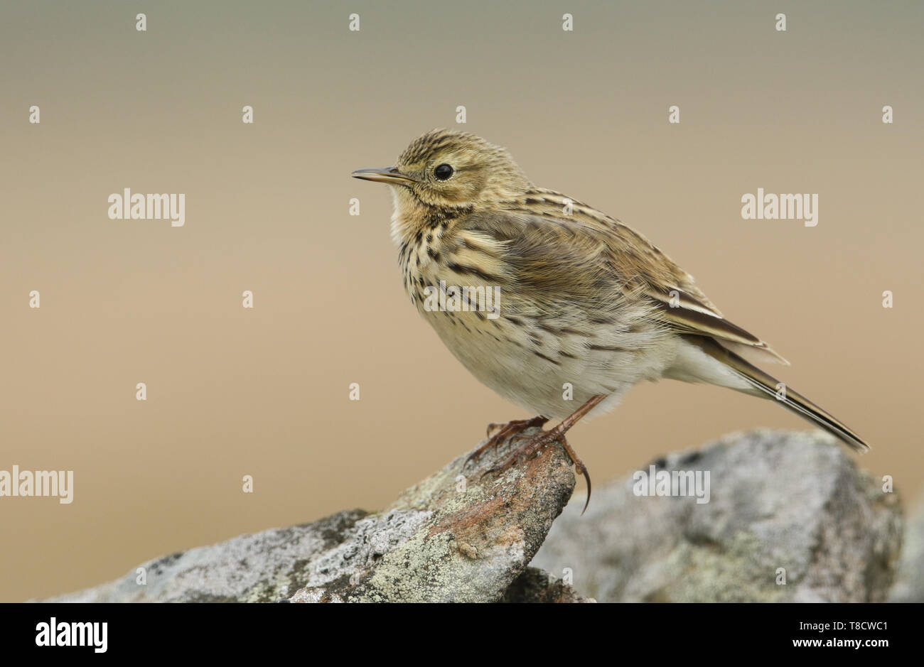 A pretty Meadow Pipit, Anthus pratensis, perched on a rock in the ...