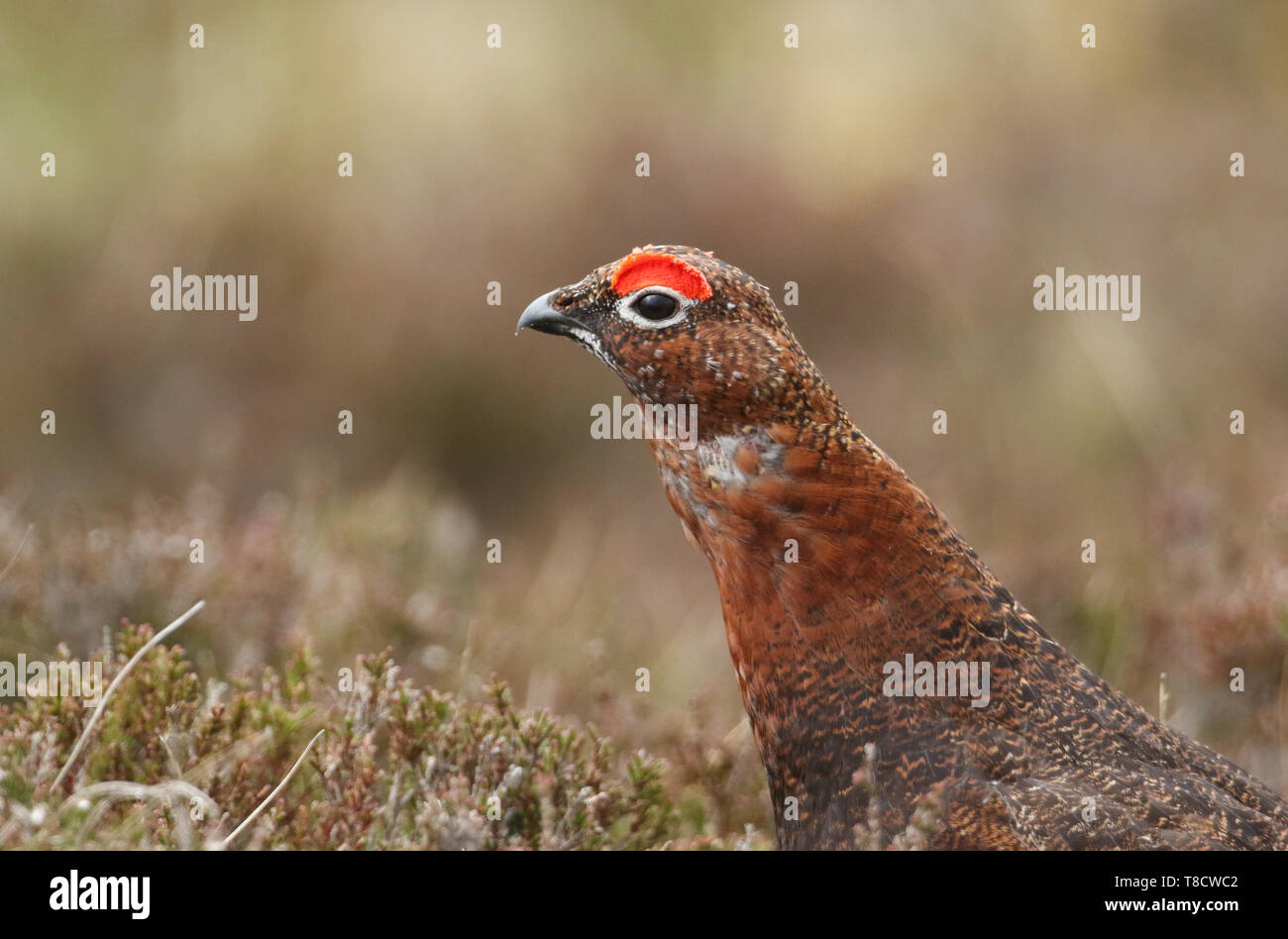 Stunning red grouse lagopus feeding hi-res stock photography and images ...