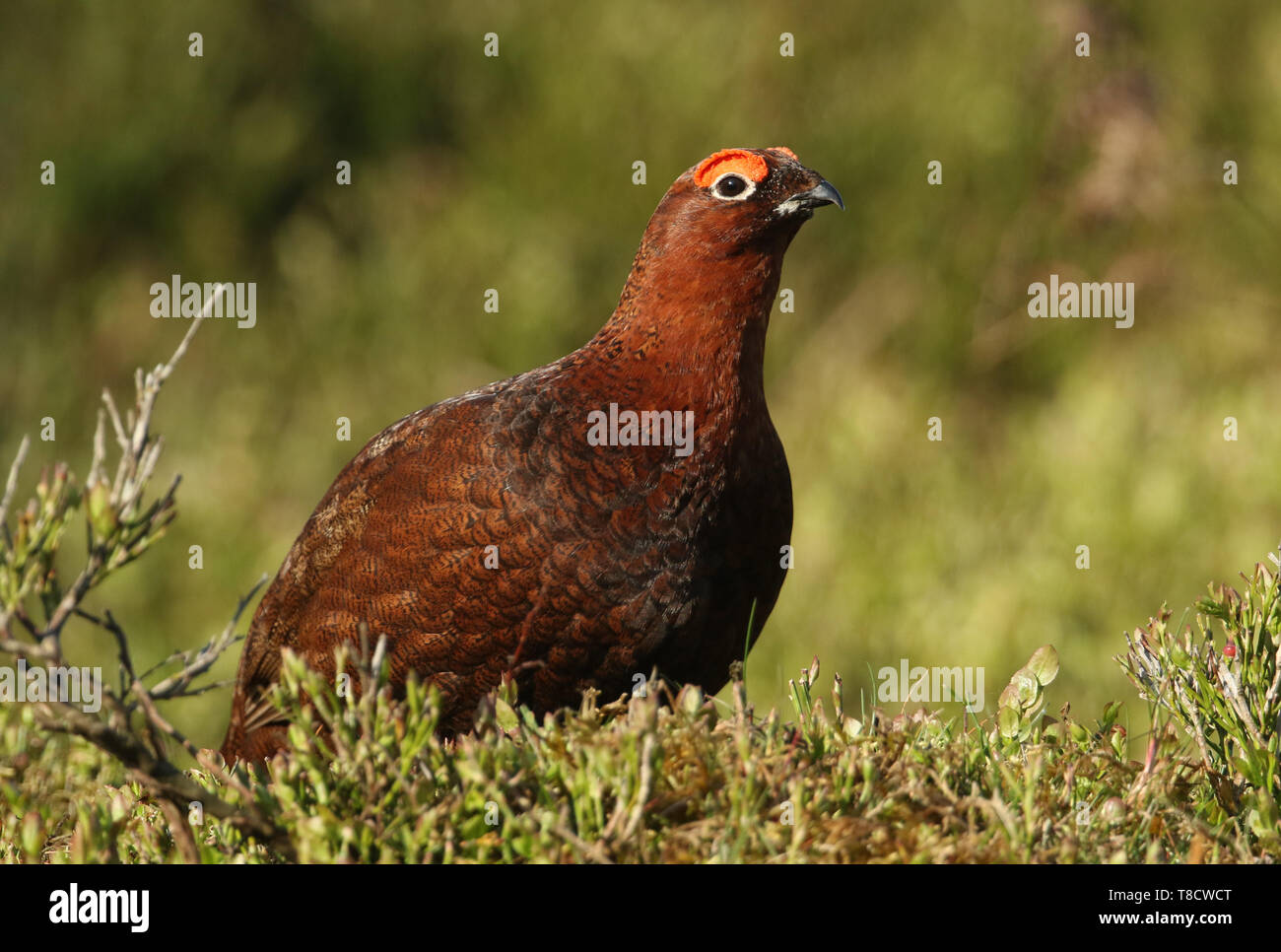 A beautiful male Red Grouse, Lagopus lagopus, standing amongst the ...