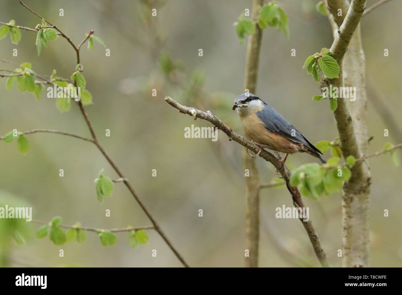 A beautiful Nuthatch, Sitta europaea, perching in a tree with nesting ...