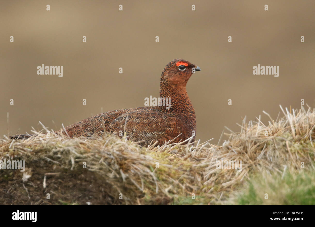 A beautiful male Red Grouse, Lagopus lagopus, in the moorland in the UK ...