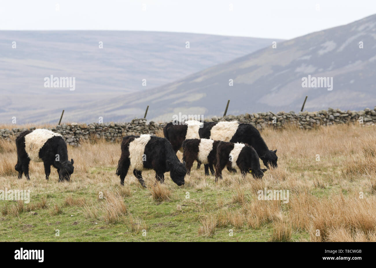 Oreo cows hi-res stock photography and images - Alamy
