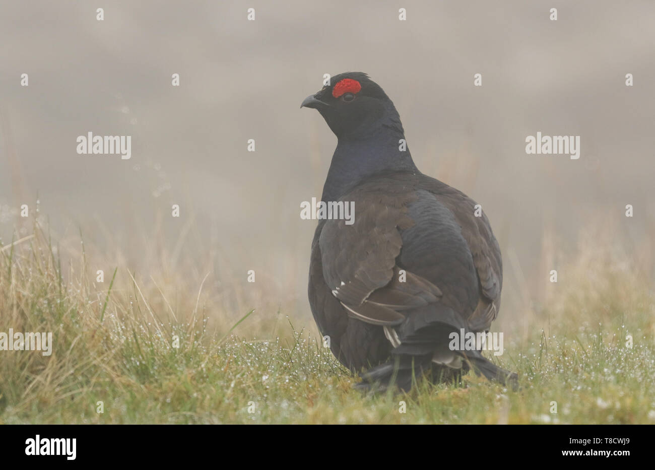 A stunning rare male Black Grouse, Tetrao tetrix, feeding in the moors ...