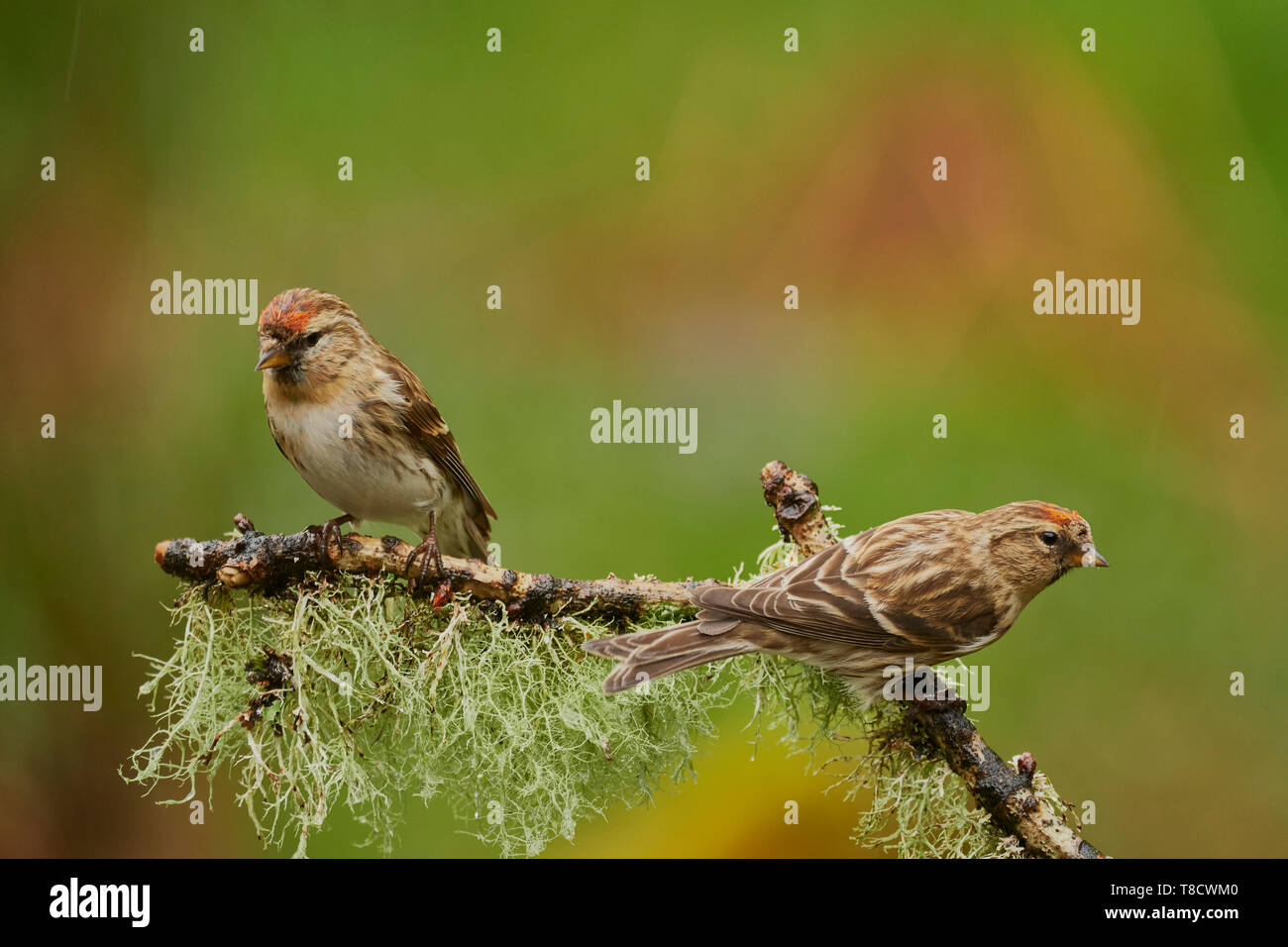 Female Lesser Redpolls, Carduelis flammea cabaret, Dumfries and ...