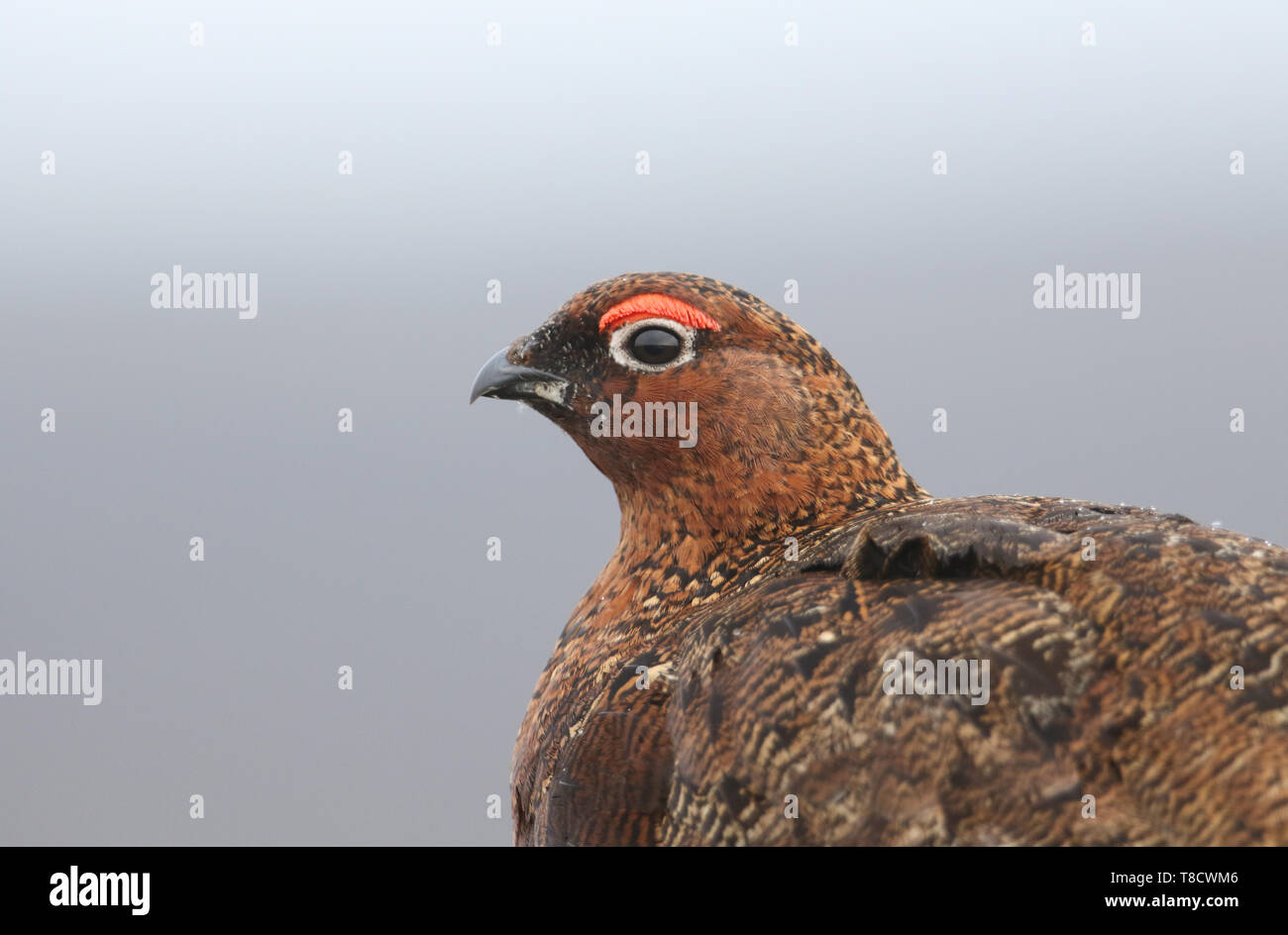 A head shot of a beautiful male Red Grouse, Lagopus lagopus in the ...