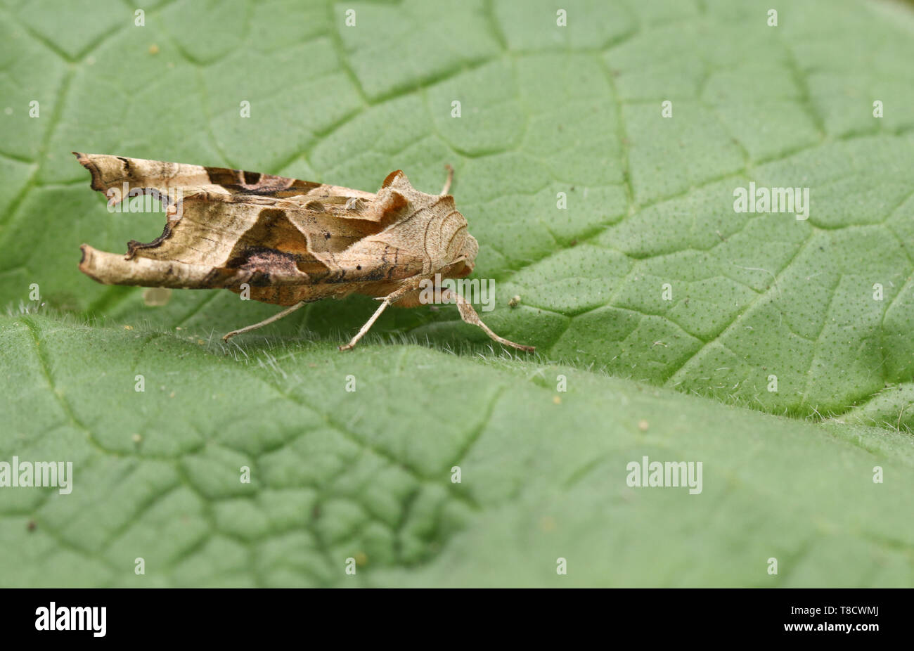 A pretty Angle Shades Moth, Phlogophora meticulosa, resting on a leaf ...