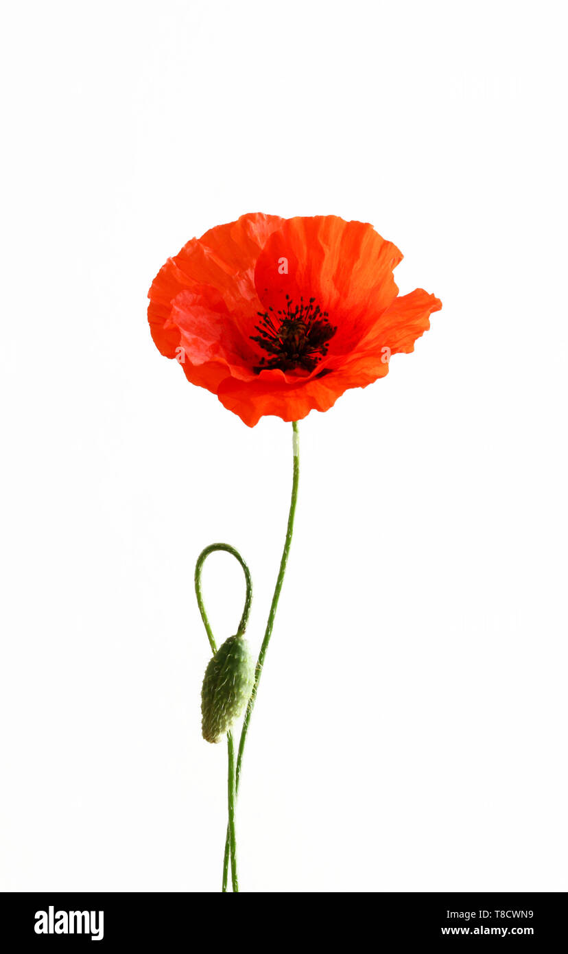 Red poppy isolated on white background Stock Photo - Alamy