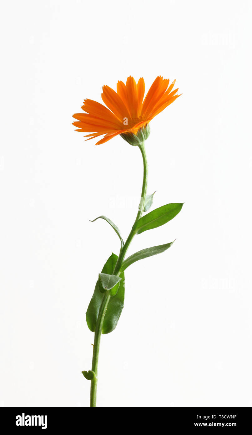 Calendula flower isolated on white background Stock Photo - Alamy