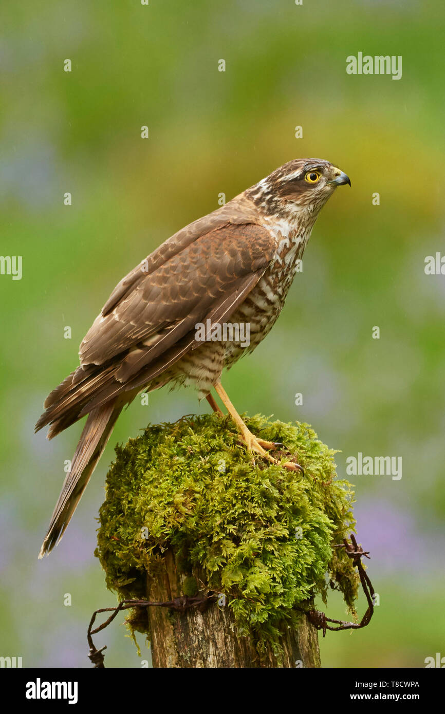 Juvenile sparrowhawk hi-res stock photography and images - Alamy