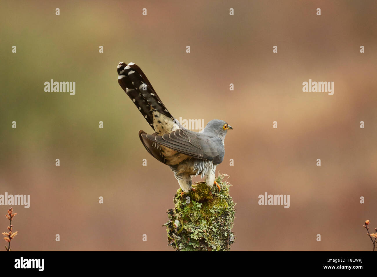 Male Common Cuckoo, Cuculus canorus, Dumfries and Galloway, Scotland ...
