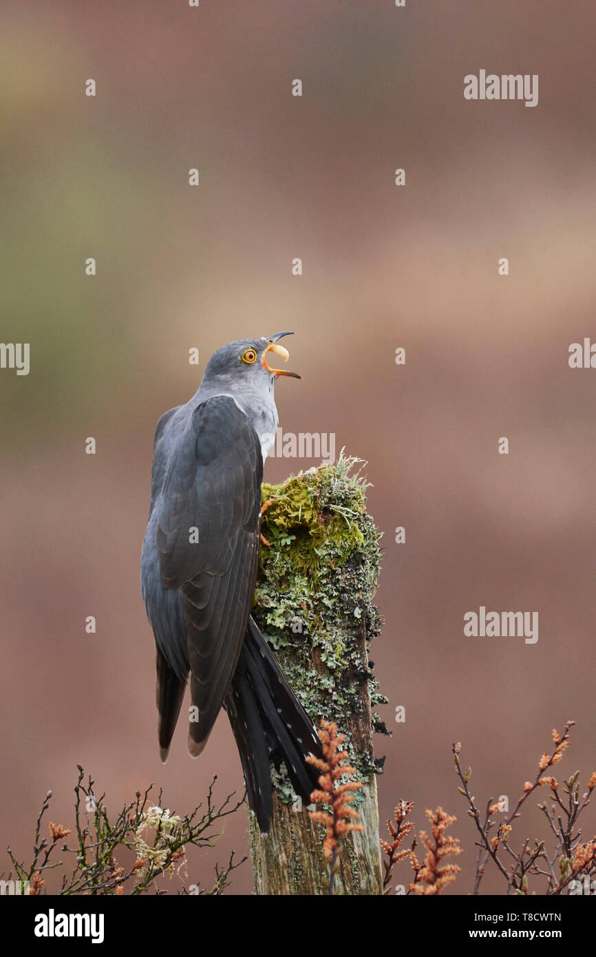 Male Common Cuckoo, Cuculus canorus, eating caterpillar, Dumfries and ...
