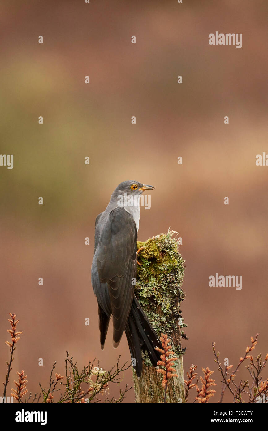 Male Common Cuckoo, Cuculus canorus, Dumfries and Galloway, Scotland ...