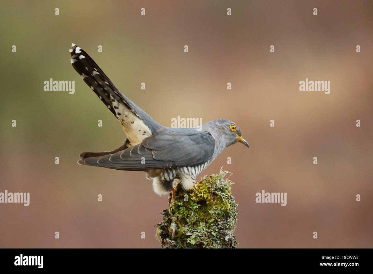 Male Common Cuckoo, Cuculus canorus, Dumfries and Galloway, Scotland ...