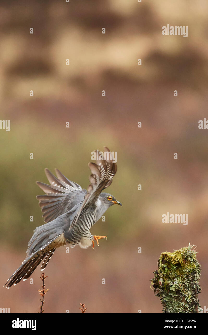 Male Common Cuckoo, Cuculus canorus, in flight, Dumfries and Galloway ...