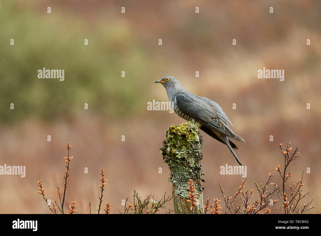 Male Common Cuckoo, Cuculus canorus, Dumfries and Galloway, Scotland ...