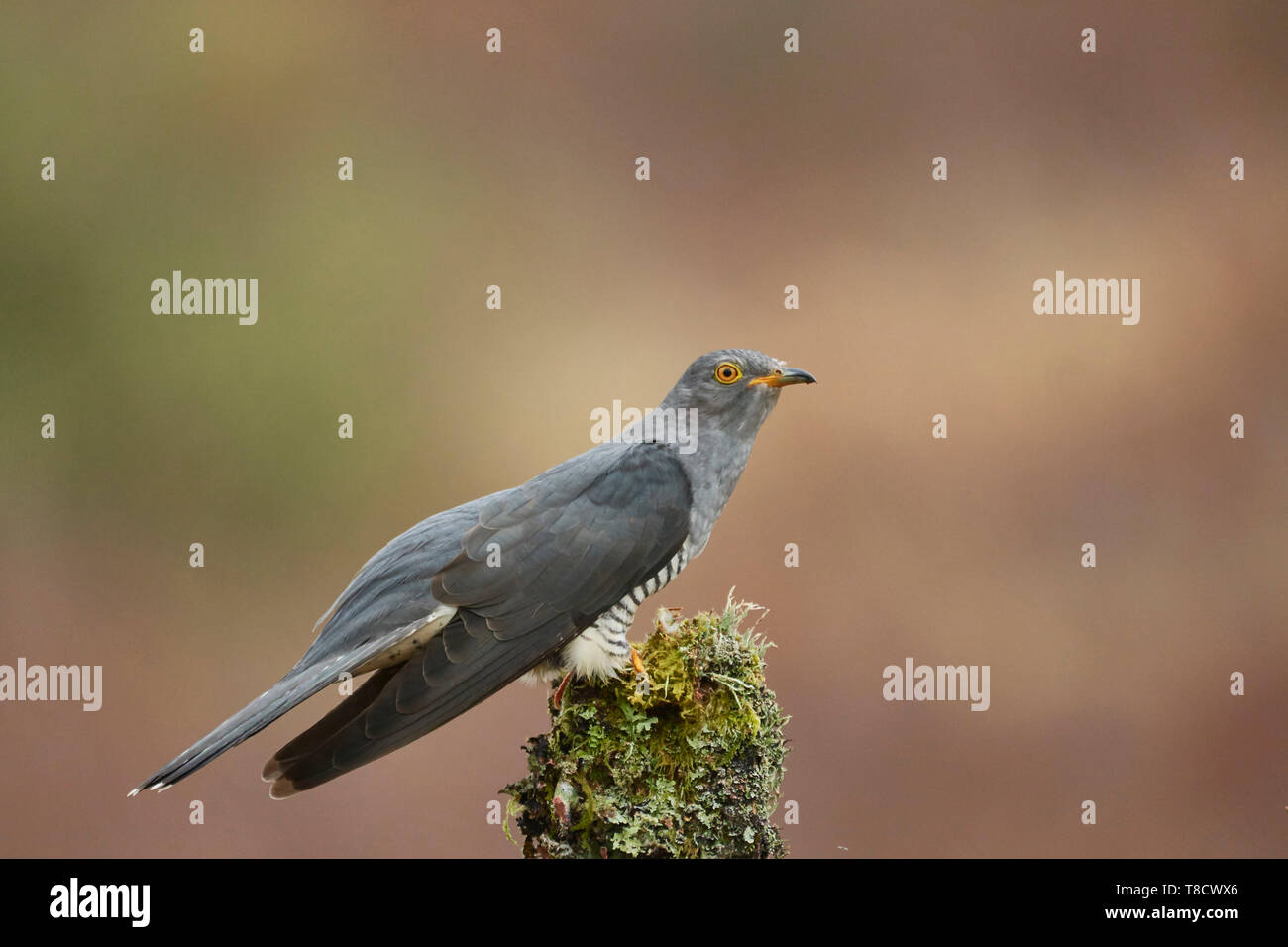 Male Common Cuckoo, Cuculus canorus, Dumfries and Galloway, Scotland ...