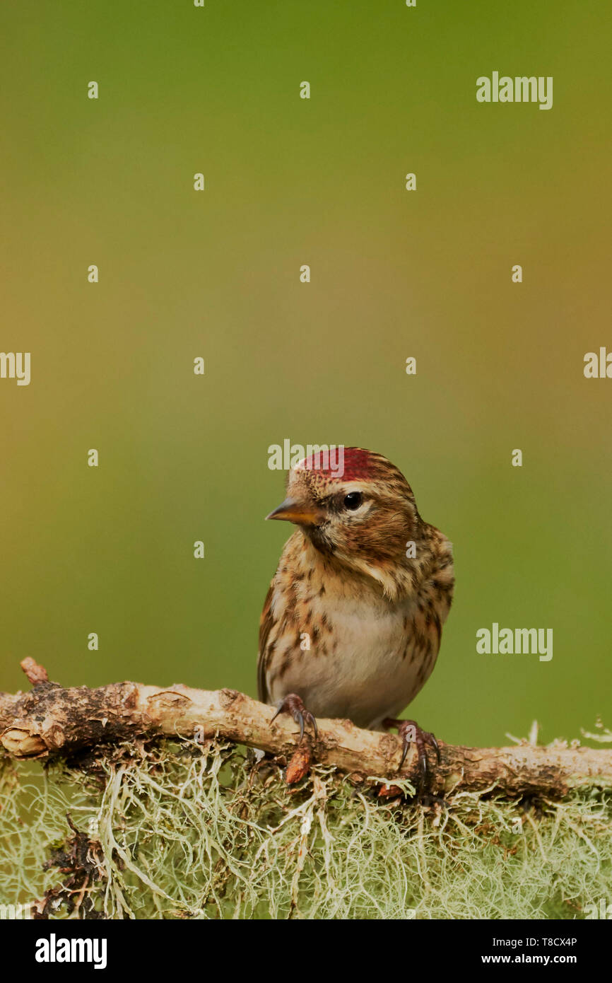 Female Lesser Redpoll, Carduelis flammea cabaret, Dumfries and Galloway ...