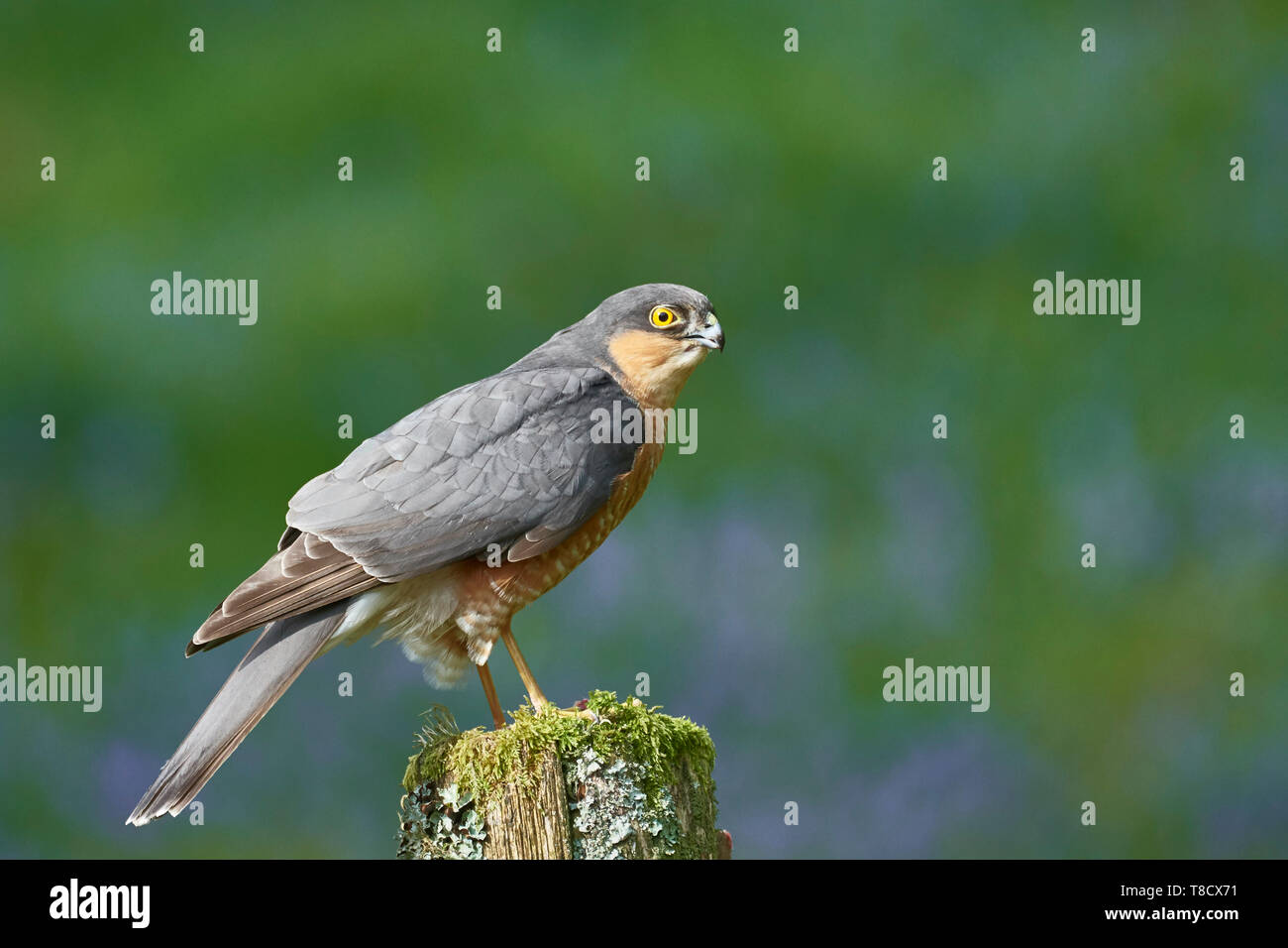 Sparrowhawk uk hi-res stock photography and images - Alamy