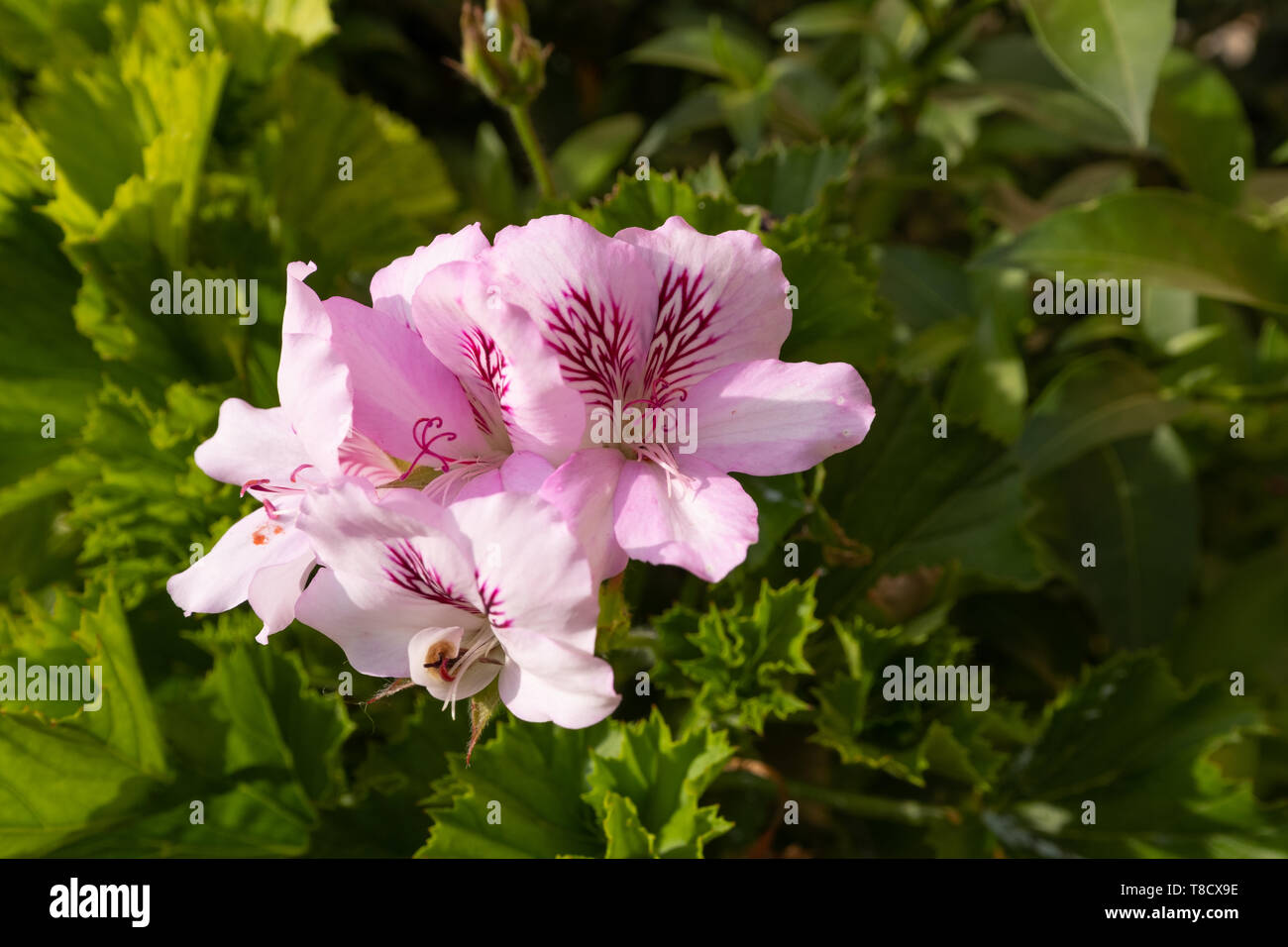 Garden during springtim in full blossom Stock Photo - Alamy