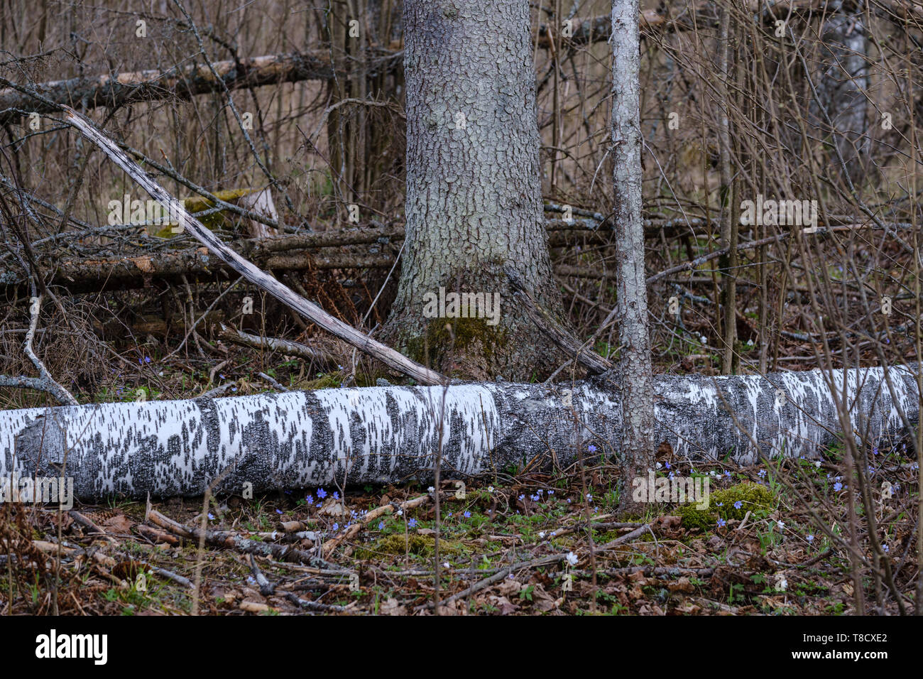 old dry tree trunks and stomps in green spring forest with dry leaves ...