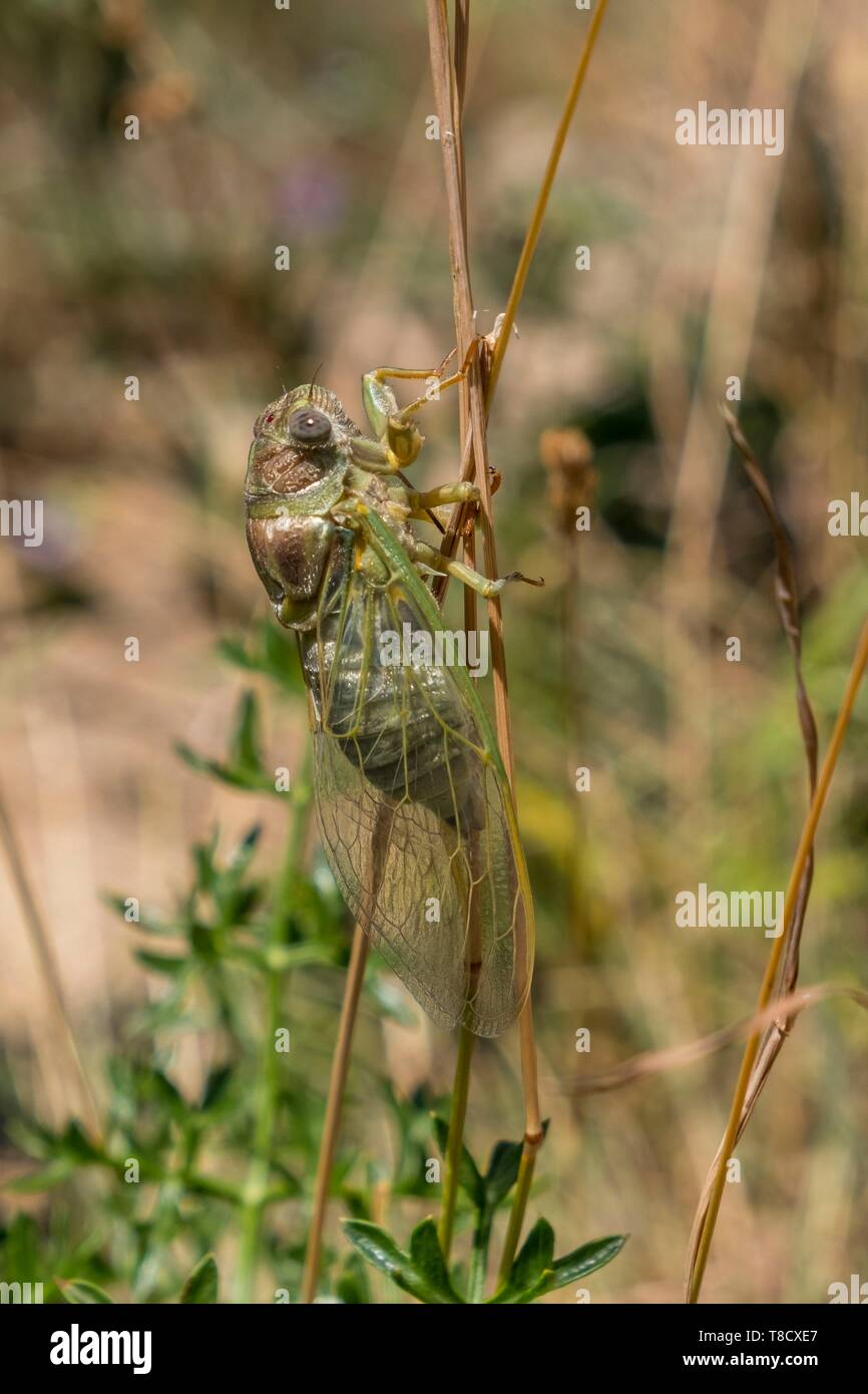 Cicada france hi-res stock photography and images - Alamy