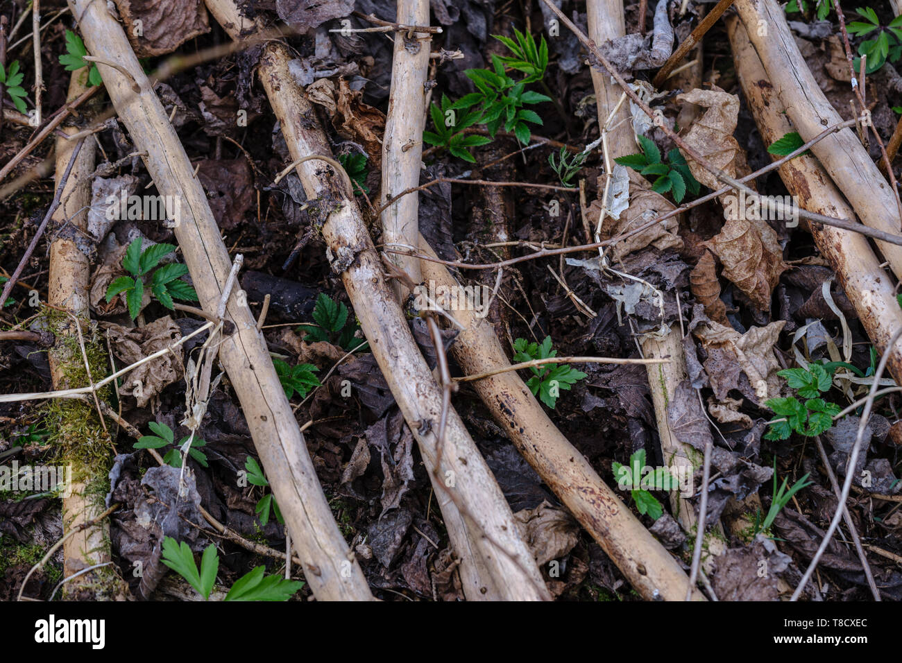 old dry tree trunks and stomps in green spring forest with dry leaves ...