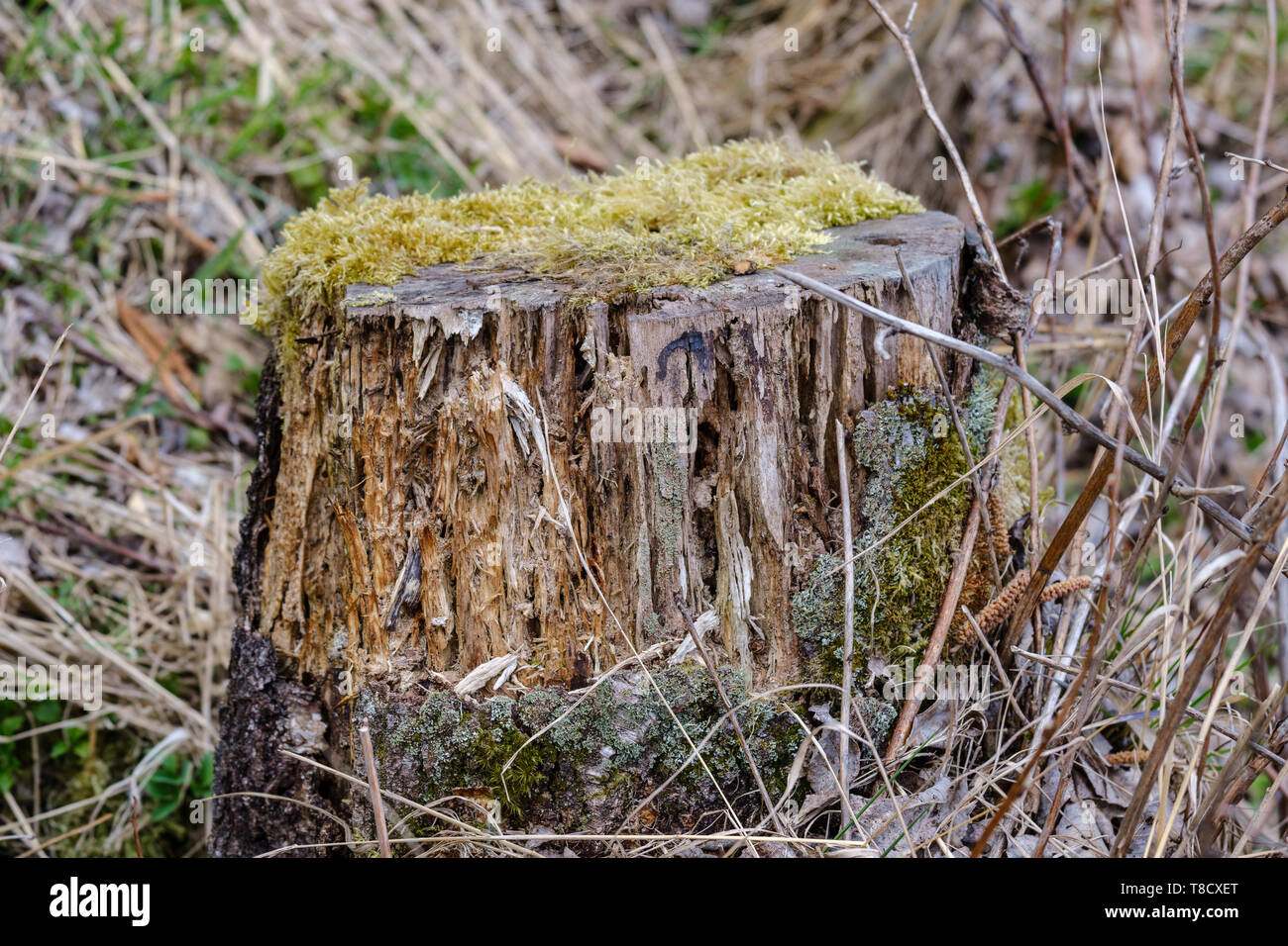 old dry tree trunks and stomps in green spring forest with dry leaves ...