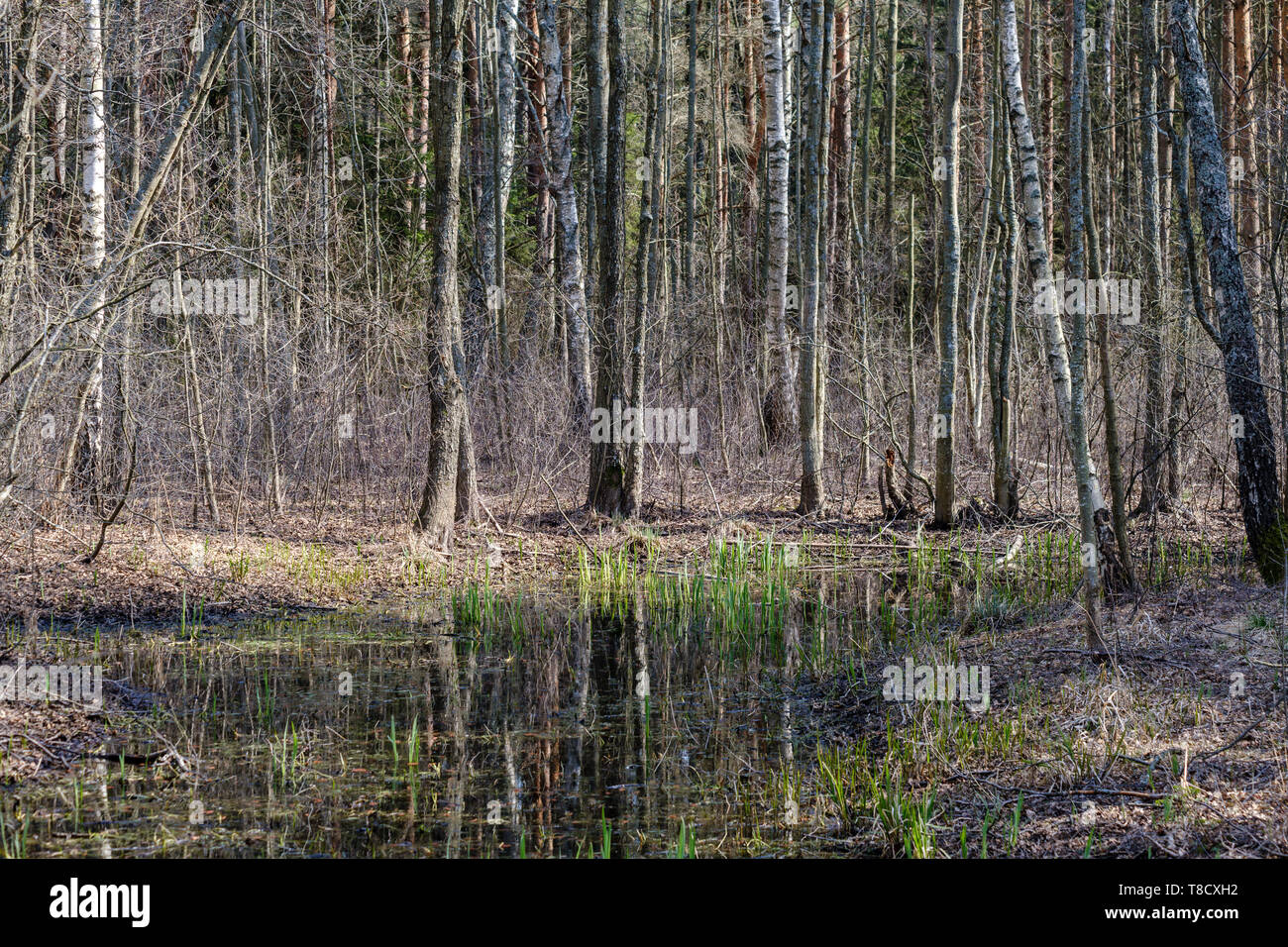 dense tree trunk wall growe texture in the forest in spring time Stock ...