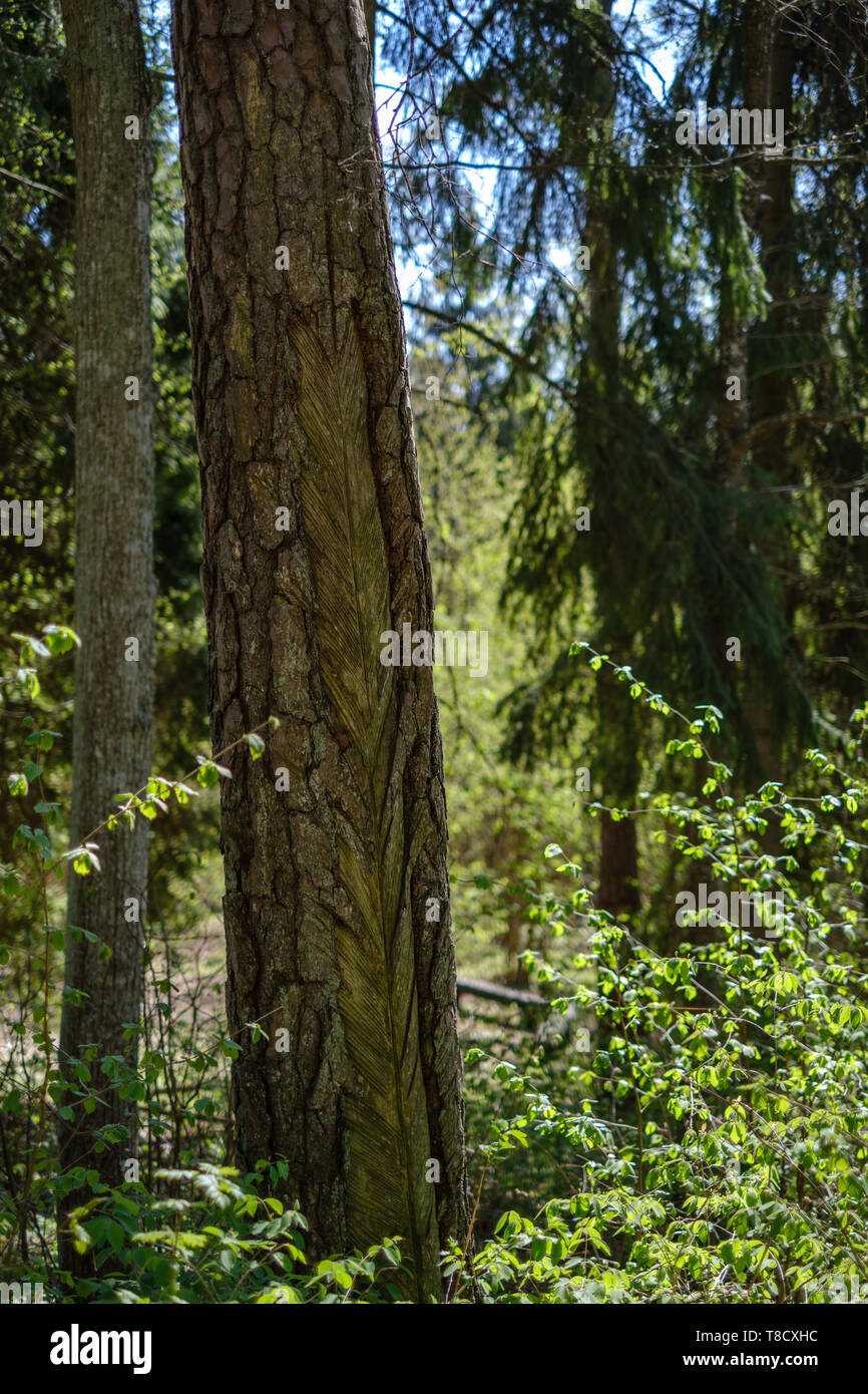 pine tree trunks in forest with old markings under the bark. green ...