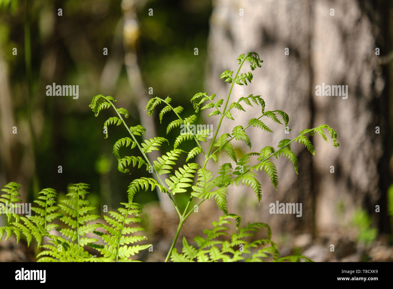 fresh young tree leaves in spring. macro shoot with blur background ...