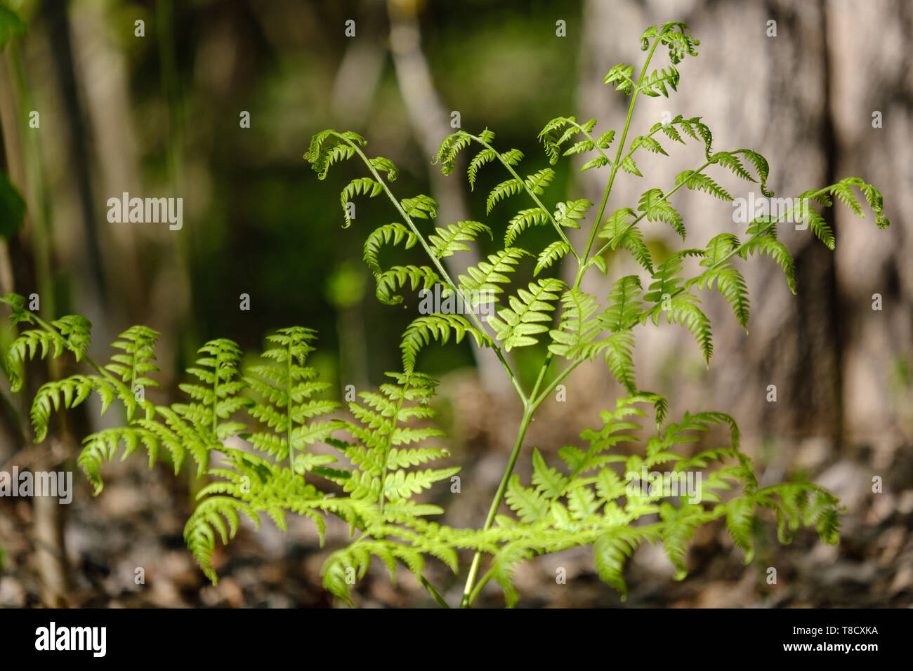 fresh young tree leaves in spring. macro shoot with blur background ...