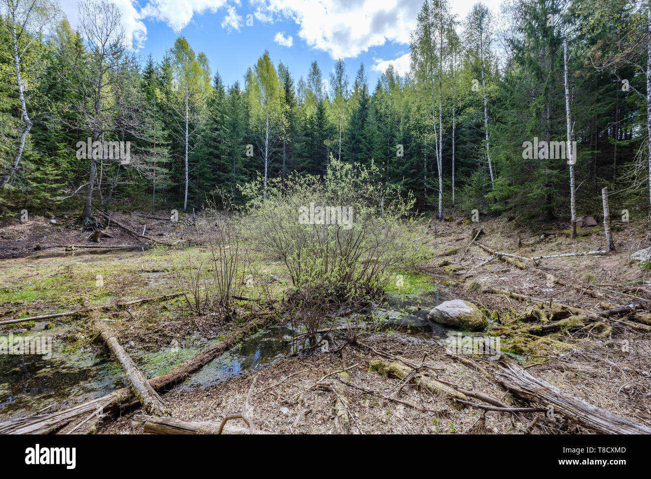 old dry tree trunks and stomps in green spring forest with dry leaves ...
