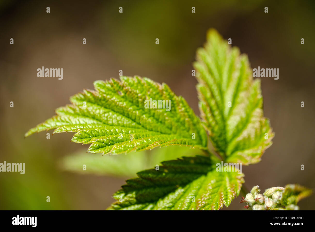 fresh young tree leaves in spring. macro shoot with blur background ...