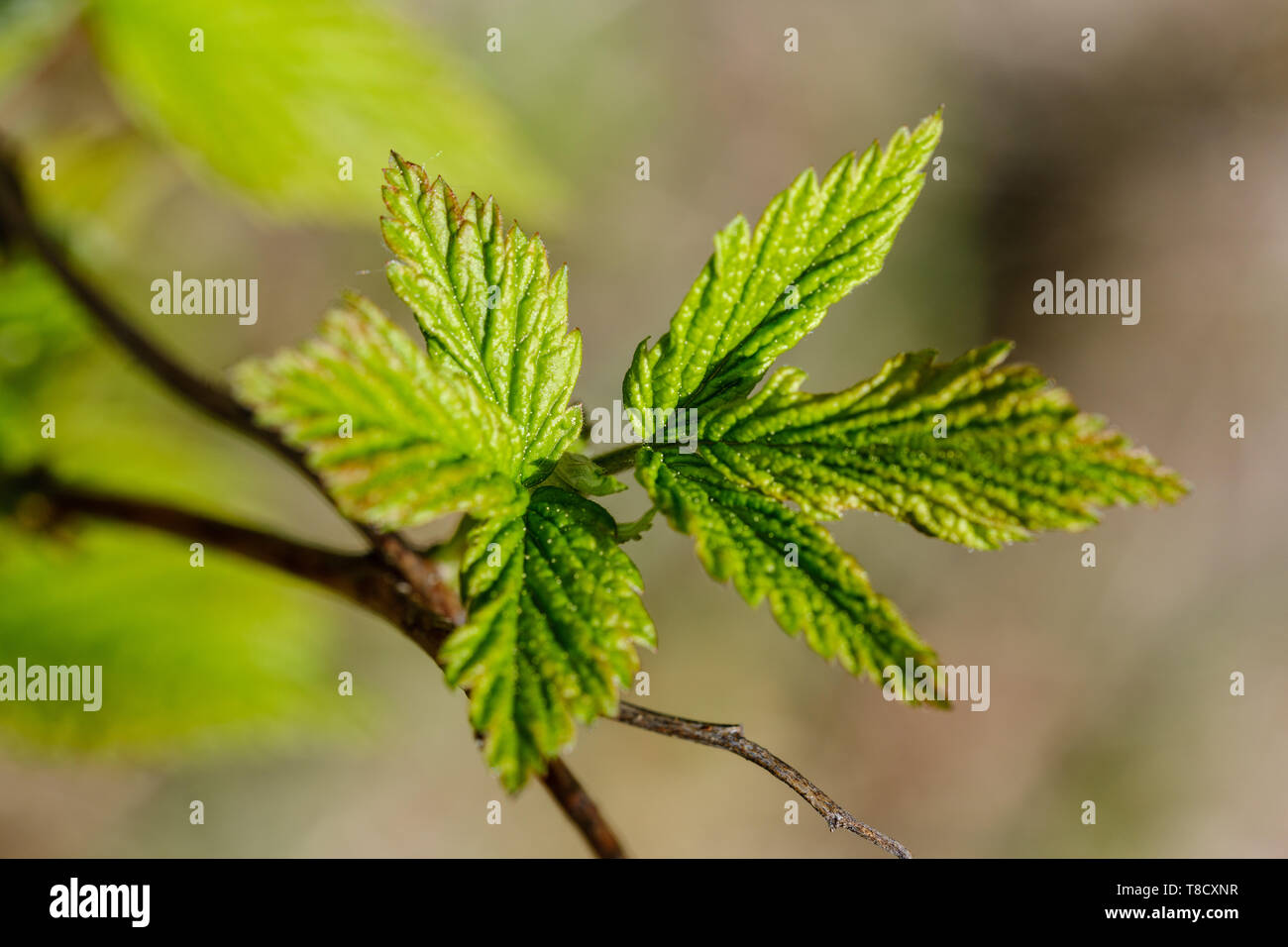 fresh young tree leaves in spring. macro shoot with blur background ...