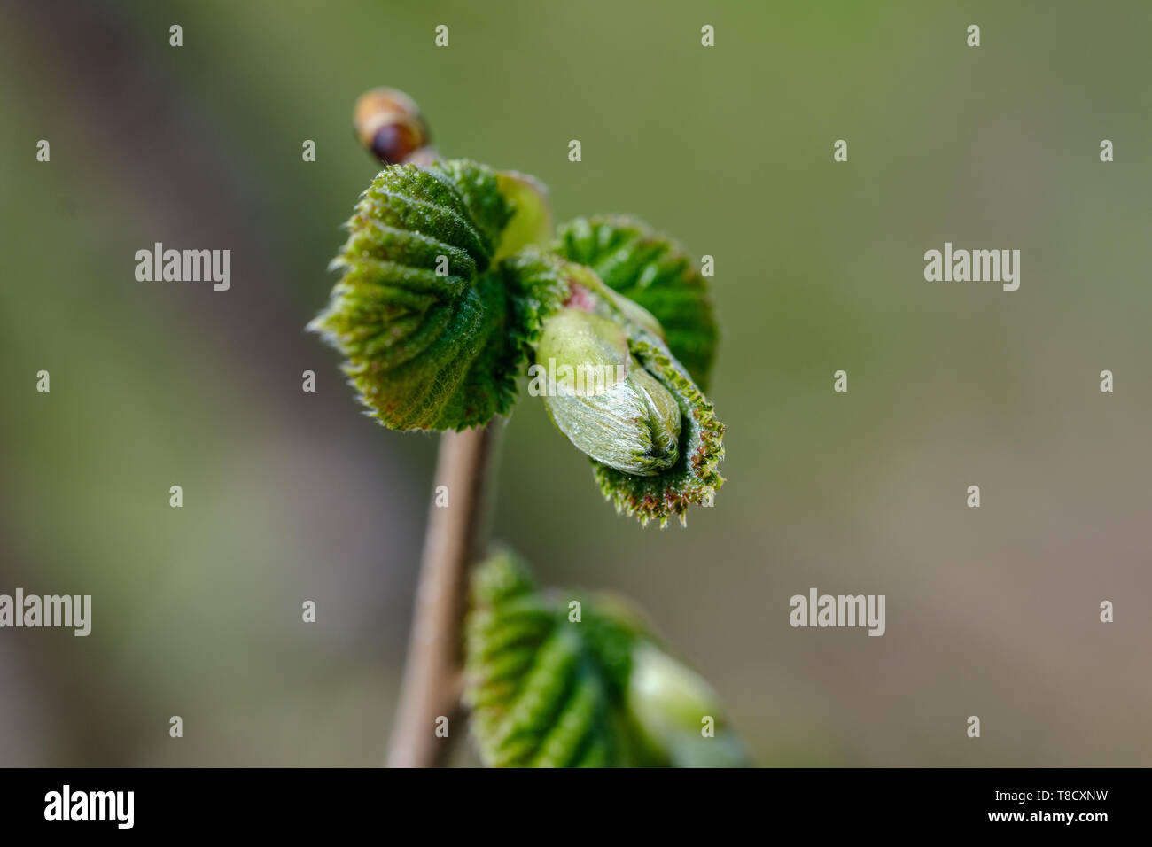 fresh young tree leaves in spring. macro shoot with blur background ...