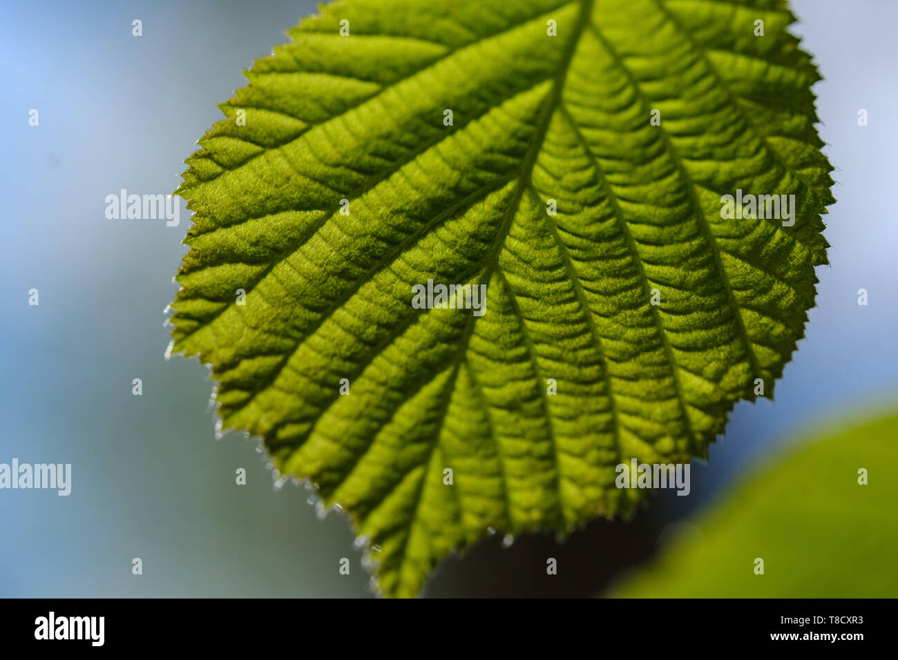 fresh young tree leaves in spring. macro shoot with blur background ...