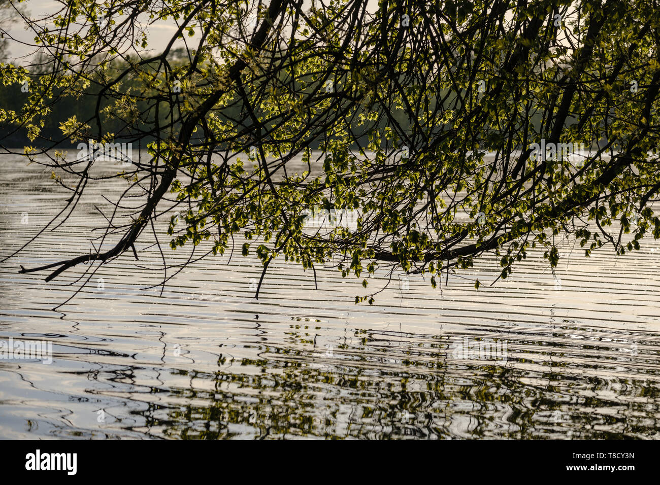 Low Hanging Branches Stock Photos & Low Hanging Branches Stock Images ...