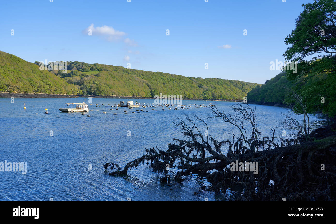 Mussel fishing on The River Fal Stock Photo - Alamy