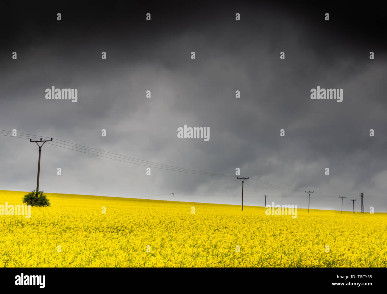 Colza field hi-res stock photography and images - Alamy
