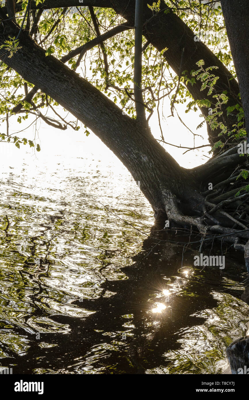 Low Hanging Branches Stock Photos & Low Hanging Branches Stock Images ...