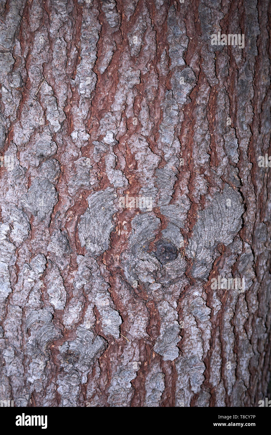 Cedrus deodara bark close up Stock Photo - Alamy