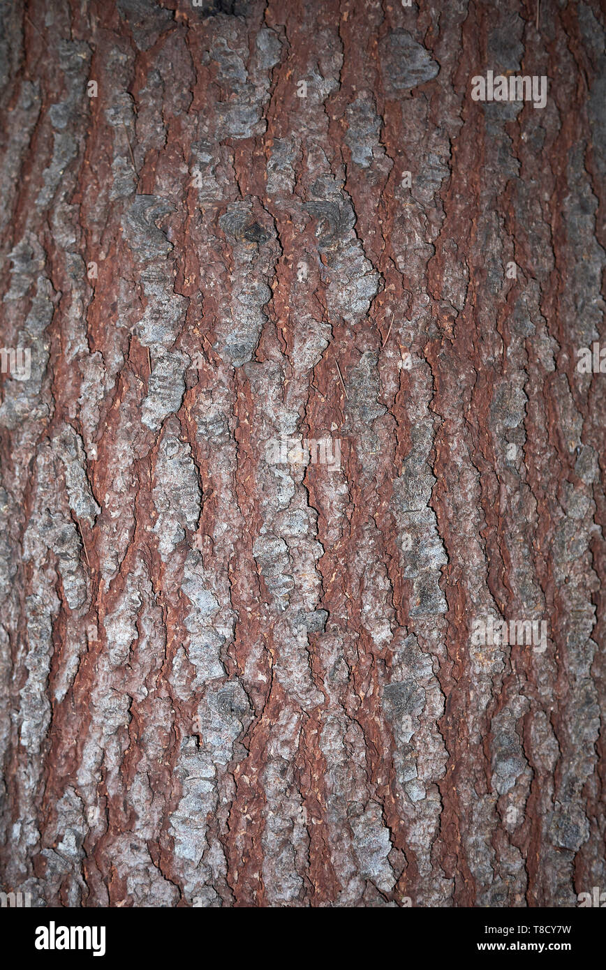 Cedrus deodara bark close up Stock Photo - Alamy