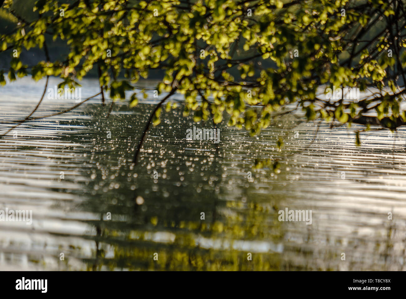 Low Hanging Branches Stock Photos & Low Hanging Branches Stock Images ...