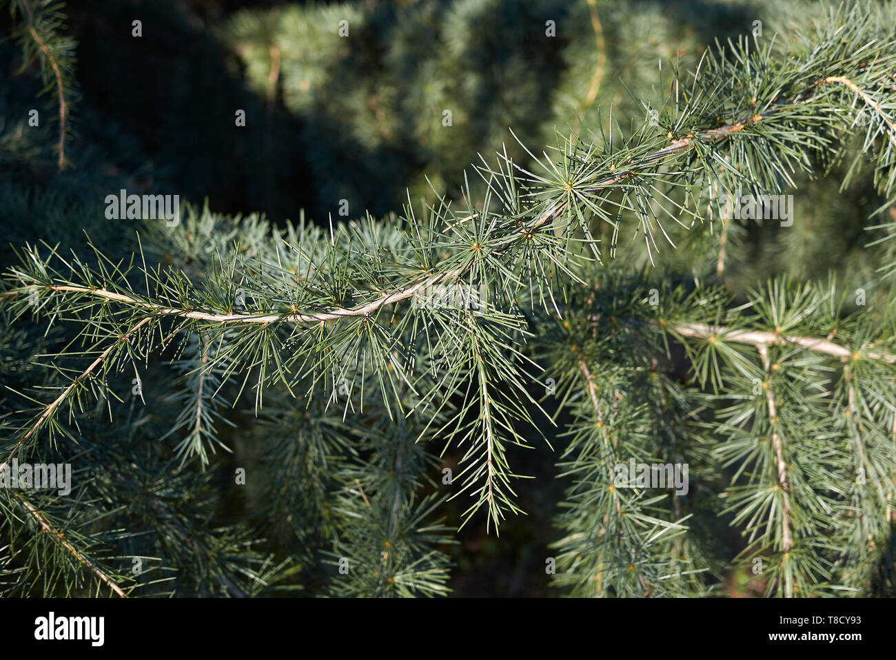 Deodar Tree High Resolution Stock Photography and Images - Alamy