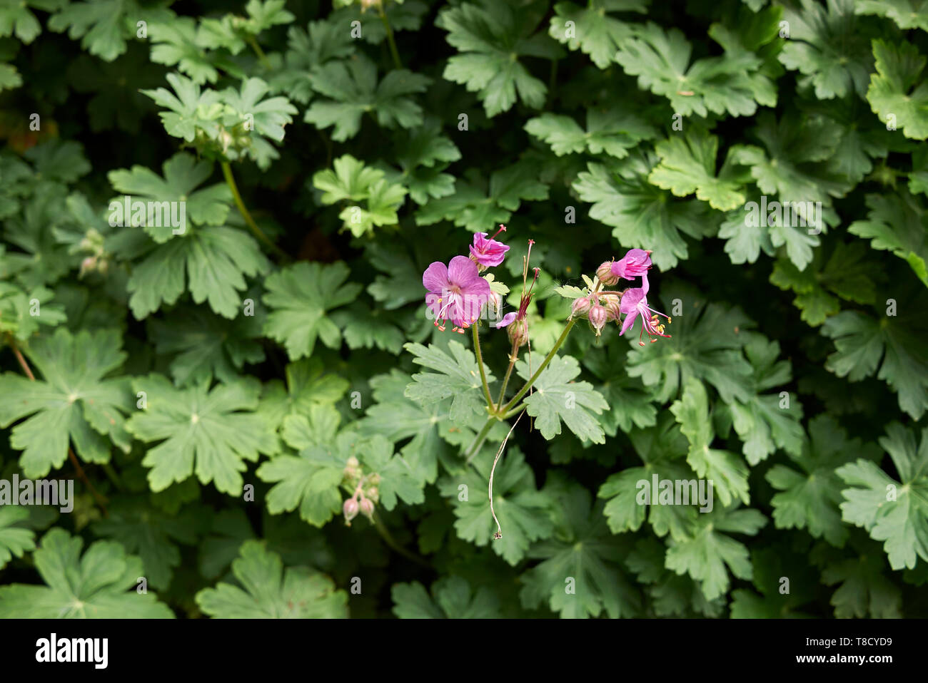Big root geranium hi-res stock photography and images - Alamy