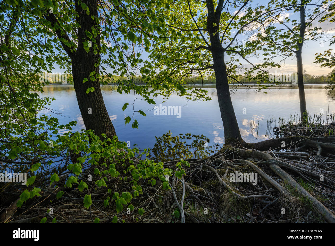beautiful sunset by the river under tree leaves and branches. calm ...